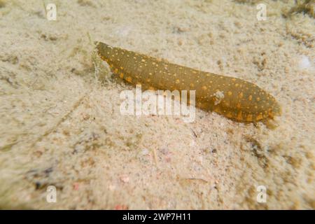 Theromyzon tessulatum duck leech underwater. Taken in a photographic ...