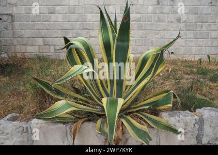 Agave (Agave americana) is native to hot and arid regions of the ...