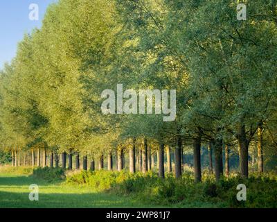 One of my favourite row of trees, anywhere. And it happens to be in my ...