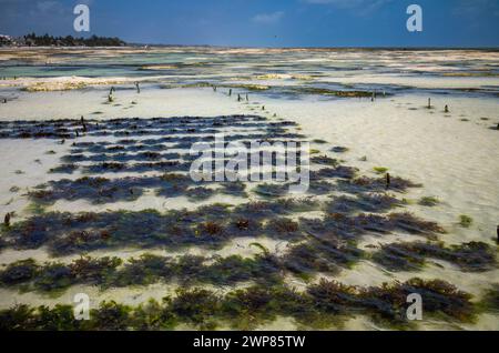 Seaweed (Eucheuma denticulatum) covered in Enteromorpha spp. growing in ...