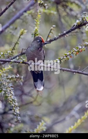 Female Rainbow-bearded Hummingbird in Colombia South America Stock ...