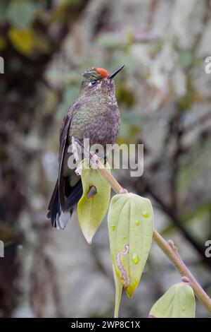 Female Rainbow-bearded Hummingbird in Colombia South America Stock ...