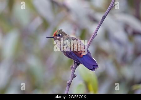 Rainbow-bearded Thornbill (Chalcostigma herrani herrani), male with ...