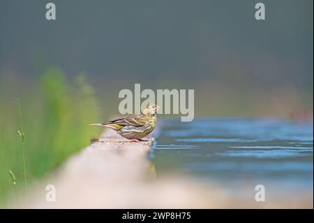 Small yellow-coloured passerine bird. European Serin (Serinus serinus ...
