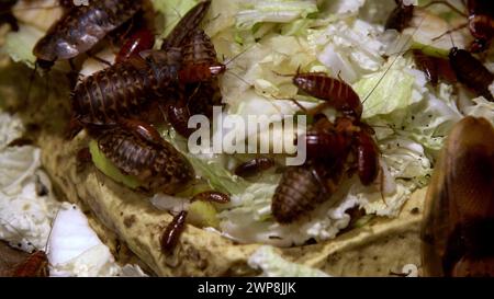A group of cockroaches. Domestic cockroach. Family of insects. Harmful ...