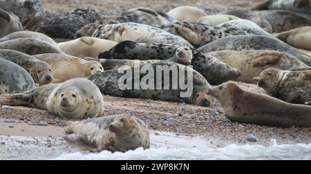 05/01/13 The huge seal colony on Blakeney Point, near Cromer Norfolk ...