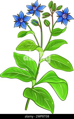 Borage Plant Colored Detailed Illustration Stock Vector Image & Art - Alamy