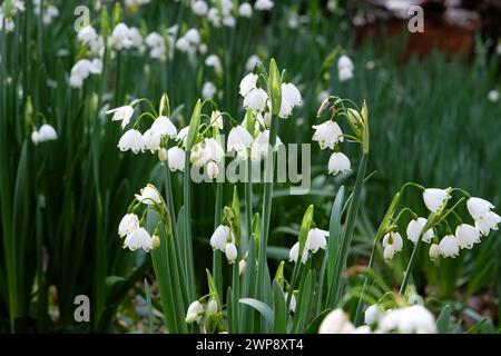 White Leucojum ÔGravetye GiantÕ, also known as snowflakes, in flower ...