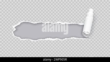 Torn paper rolled strip over grey realistic vector illustration. Teared ...