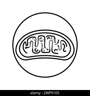 Organelle color line icon. Organisation in organism. Vector isolated ...