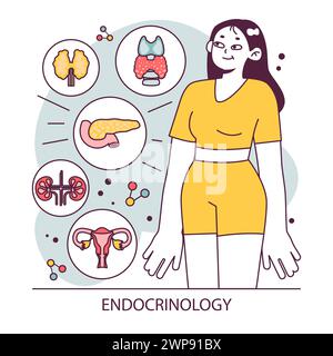 Endocrinology. Endocrine system organs, pancreas thyroid gland ...