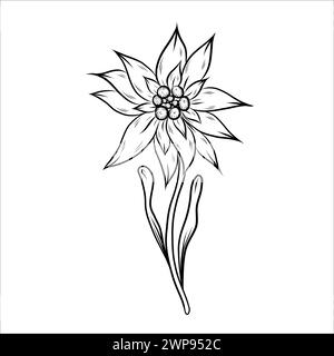 Edelweiss line art. Hand drawn Vector Floral outlines Stock Vector ...