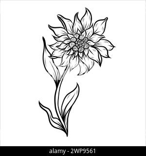 Edelweiss line art. Hand drawn Vector Floral outlines Stock Vector ...