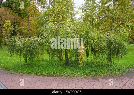 Dwarf weeping birch landscape design. Hanging Betula pendula is a plant ...