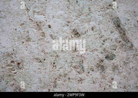Shell rock is a sedimentary rock. One of the varieties of limestone ...