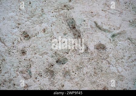 Shell rock is a sedimentary rock. One of the varieties of limestone ...