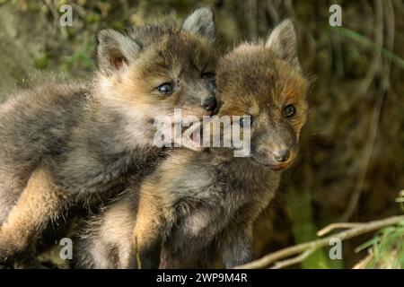 Fox cub biting the ear of the other cub near the burrow entrance ...