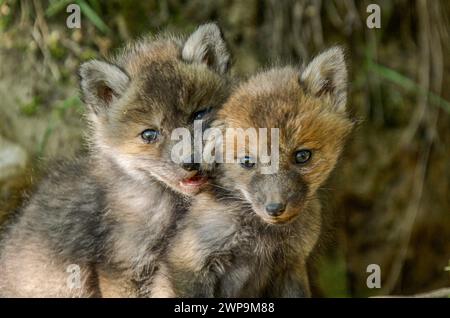 Red fox (Vulpes vulpes) cub biting tail of adult male, Kronotsky ...