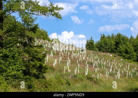 reforestation with tree seedlings with plastic tubes around stem ...
