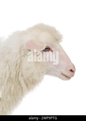 portrait sheep isolated on white background Stock Photo - Alamy