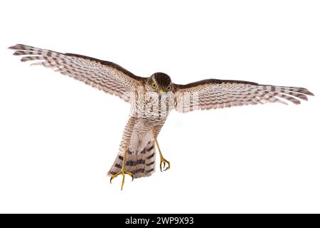 falcon in flight isolated on a white background Stock Photo - Alamy