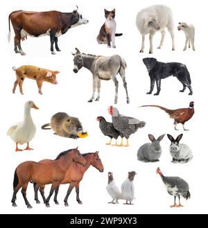 collage donkey isolated on white background Stock Photo - Alamy