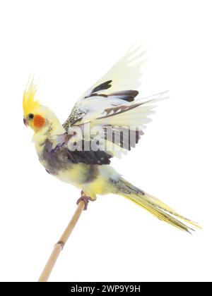 parrot corella isolated on white background Stock Photo - Alamy