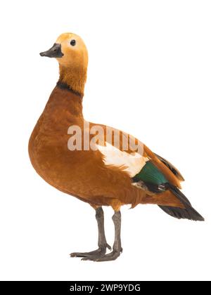 Ogar red duck isolated on white background Stock Photo - Alamy