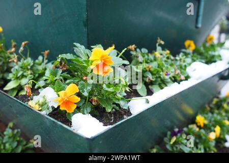 Yellow viola flowers under the fresh snow Stock Photo - Alamy