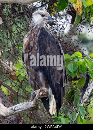 Madagascar fish eagle, Icthyophaga vociferoides, Ankarafantsika ...