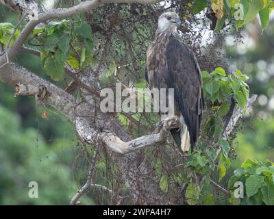 Madagascar fish eagle, Ankarafantsika National Park, Madagascar Stock ...