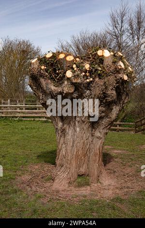 Pollarded willow tree with cut branches beside, Sopron, Hungary Stock ...