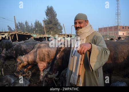 Egyptian cattle traders gather at a livestock market n Nile Delta, some ...