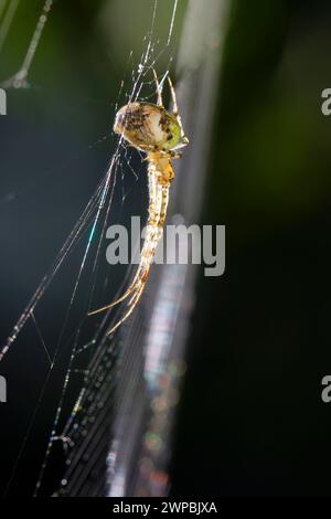 Autumn orbweaver (Metellina spec,), spider in its web in backlight ...