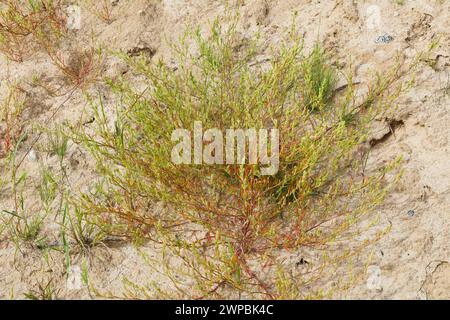Hyssopleaf tickseed, Bugseed, Common tick-seed, Pallas bugseed ...