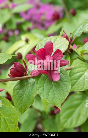 Calycanthus × raulstonii Hartlage Wine,× Sinocalycalycanthus raulstonii ...
