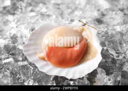 Fresh raw scallop in shell on ice cubes, closeup Stock Photo - Alamy