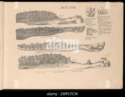 This anatomical illustration from 'The Anatomy of the Domestic Fowl ...