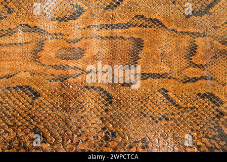 beautiful piton skin Stock Photo - Alamy