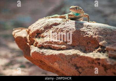 Eastern collared lizard at Canyonlands National Park in southeastern ...