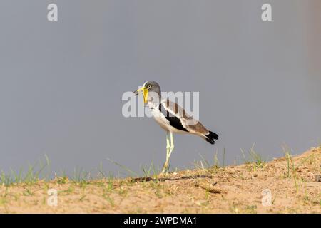 White-crowned Lapwing (Vanellus albiceps) in flight at sunrise, Lake ...