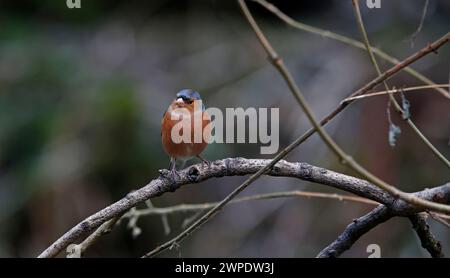 Male chaffinch foraging in the woods Stock Photo - Alamy