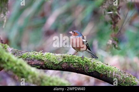 Male chaffinch foraging in the woods Stock Photo - Alamy