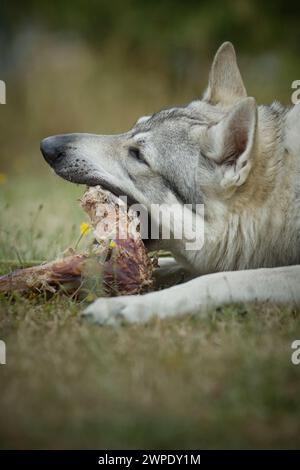 Youth male of czechoslovak wolfdog eating bone outdoor in nature Stock ...