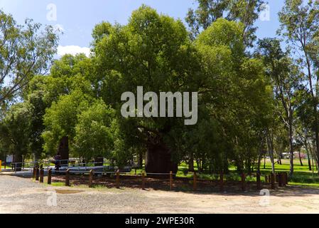The biggest Queensland Bottle Tree in Roma Queensland Australia Stock ...