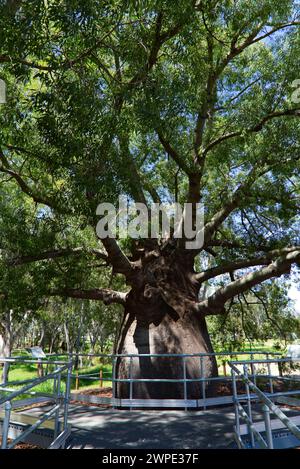 The biggest Queensland Bottle Tree in Roma Queensland Australia Stock ...