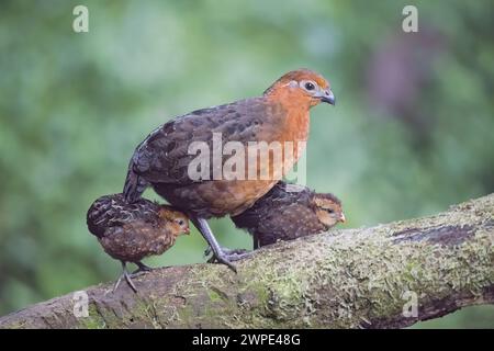 Chestnut wood quail Stock Photo - Alamy