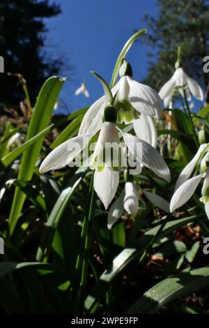 Snowdrops flowers with sun rays in garden, park or forest, spring ...