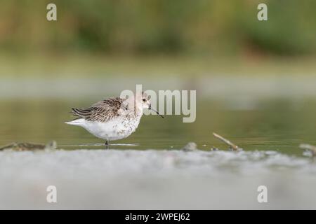 The beautiful dunlin, fine art portrait (Calidris alpina Stock Photo ...