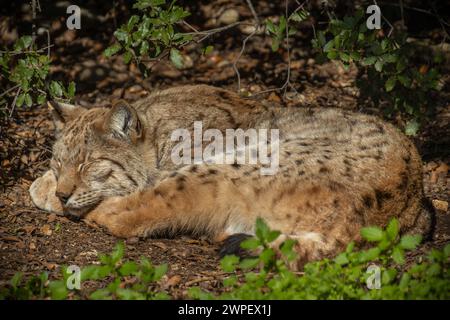 Close-up portrait of hunting Eurasian lynx / Northern lynx (Lynx lynx ...